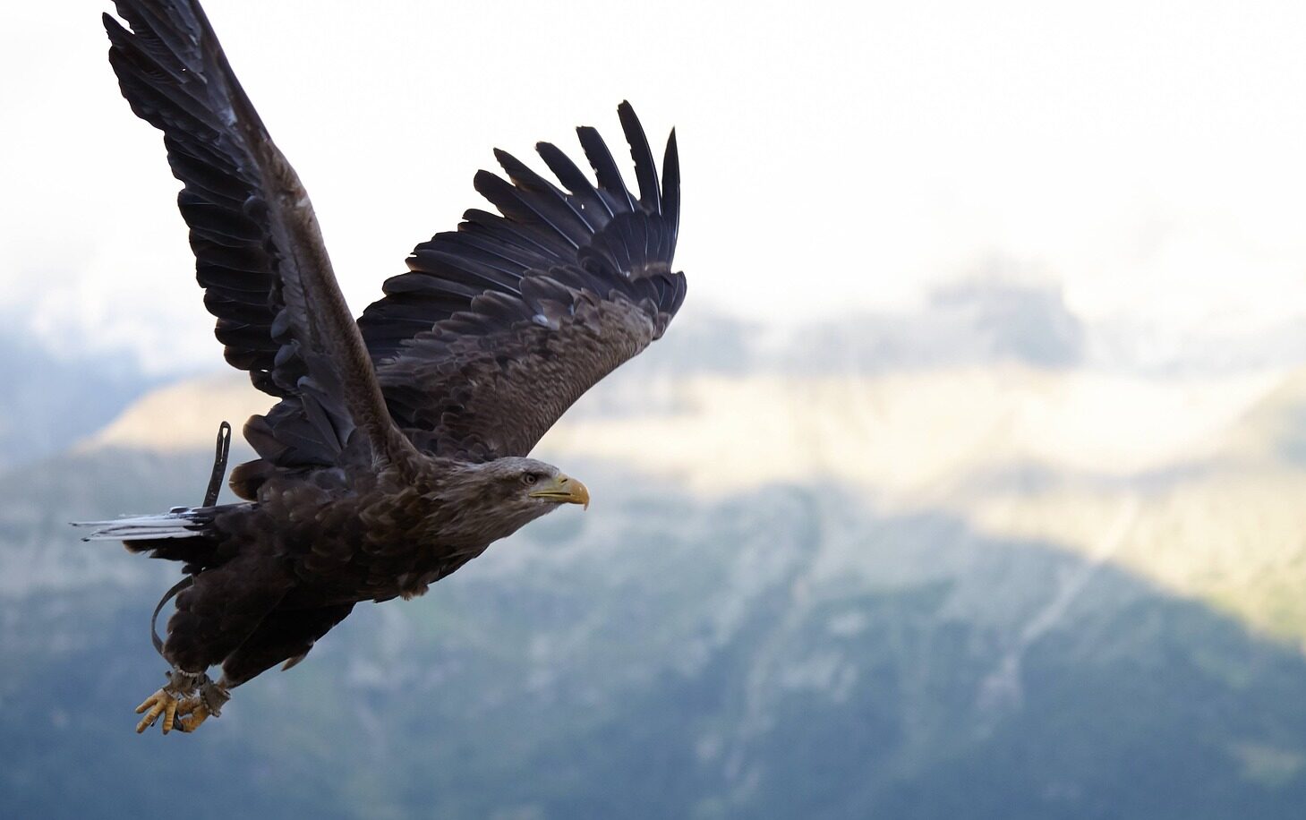 20 Totem Animals for Wisdom and Knowledge - Maura Hotchkiss