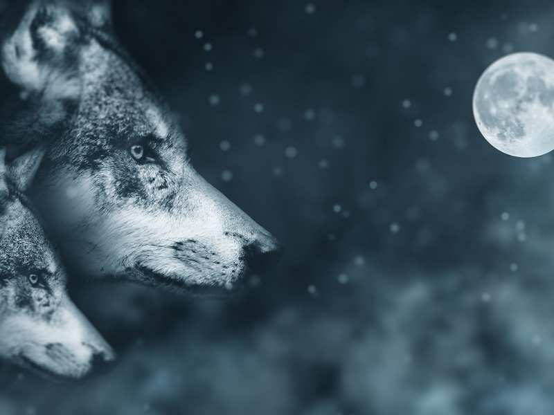 18 Totem Animals for Courage - Maura Hotchkiss